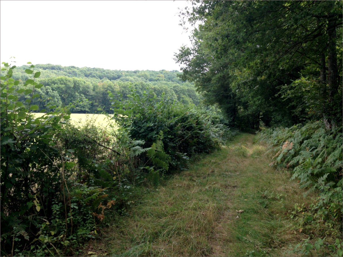 Parc du Morvan (France) | inthegooey